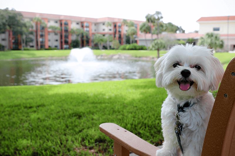 Edgewater at Boca Pointe: Retirement Community in Boca Raton, FL